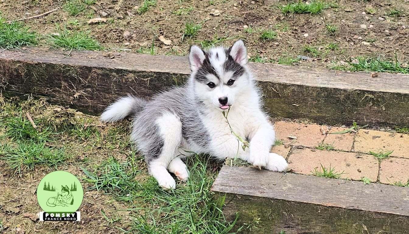 Chiot Pomsky à vendre 🐶 | Élevage Pomsky France Nord