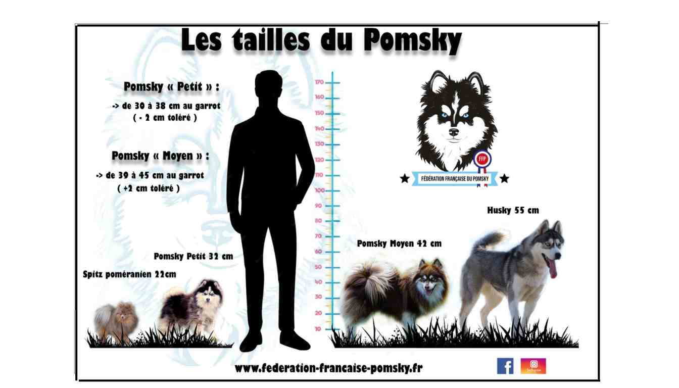 Pomsky taille adulte : standard ou mini